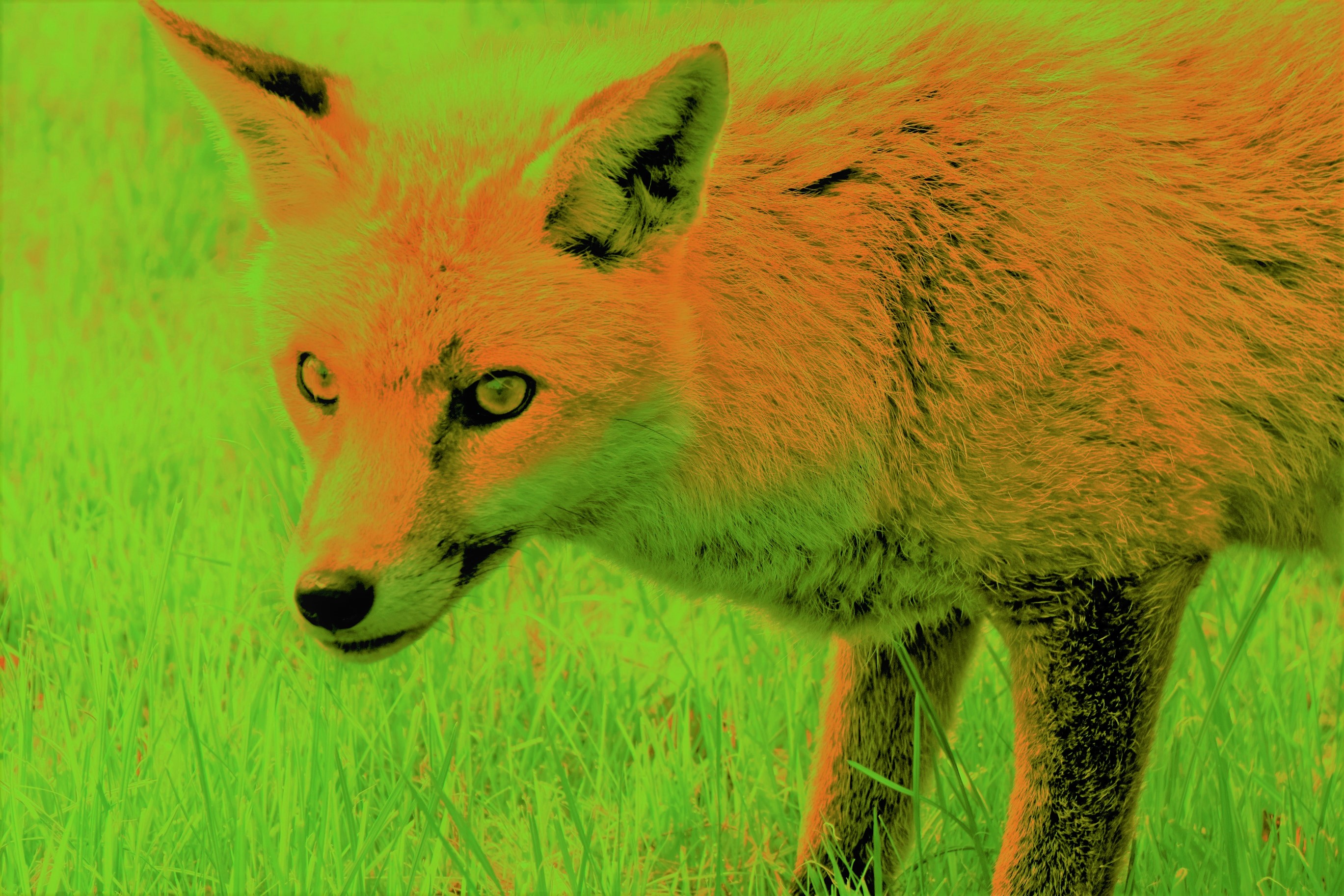 The Yellow Fox and the Red Chickens – Ramsy's Joint